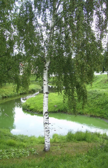 Anton Sveen (1914-2009) – Norwegian Woodcarver – Dayne's Discoveries